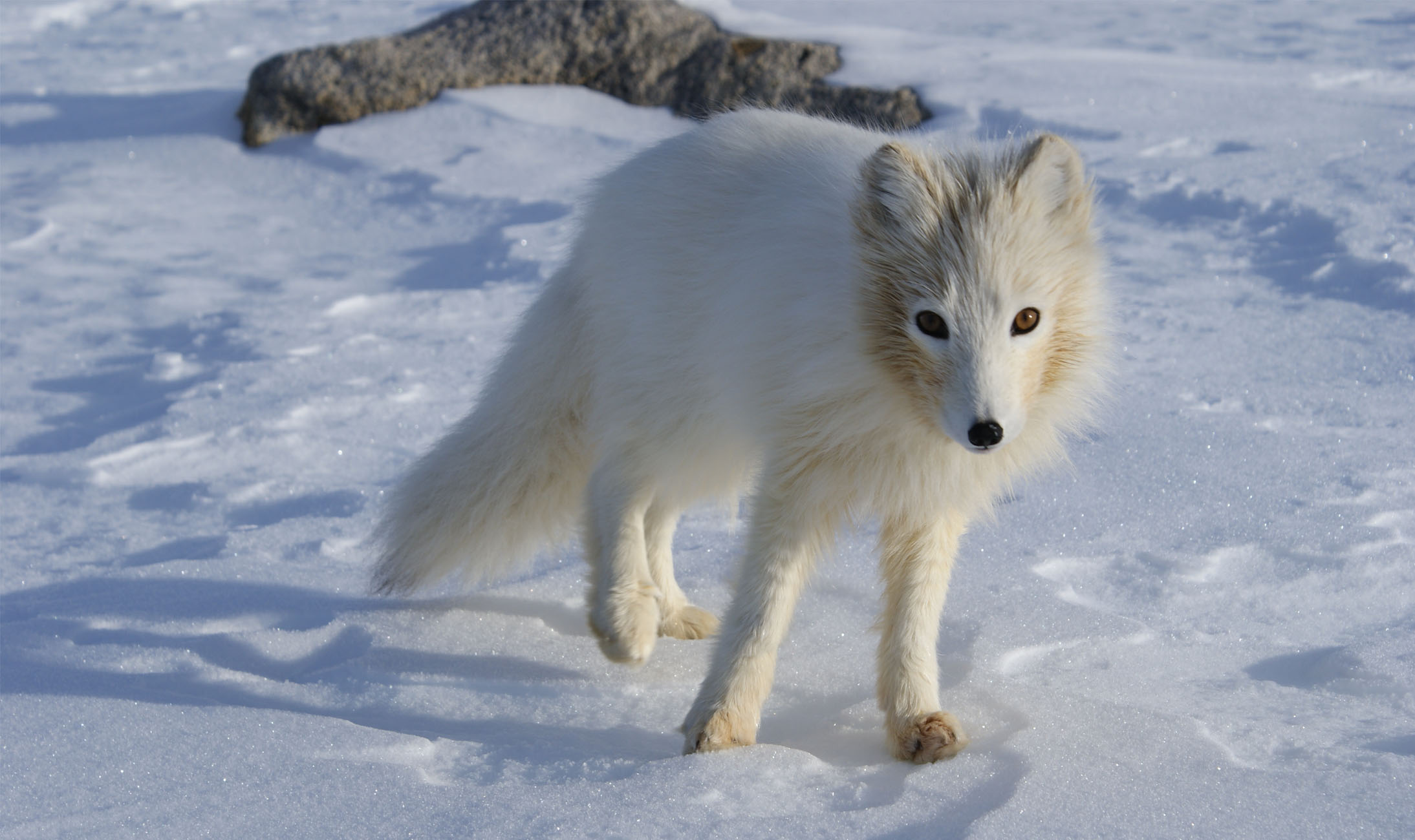 Little Ice Age led to migration of island hopping arctic foxes ...