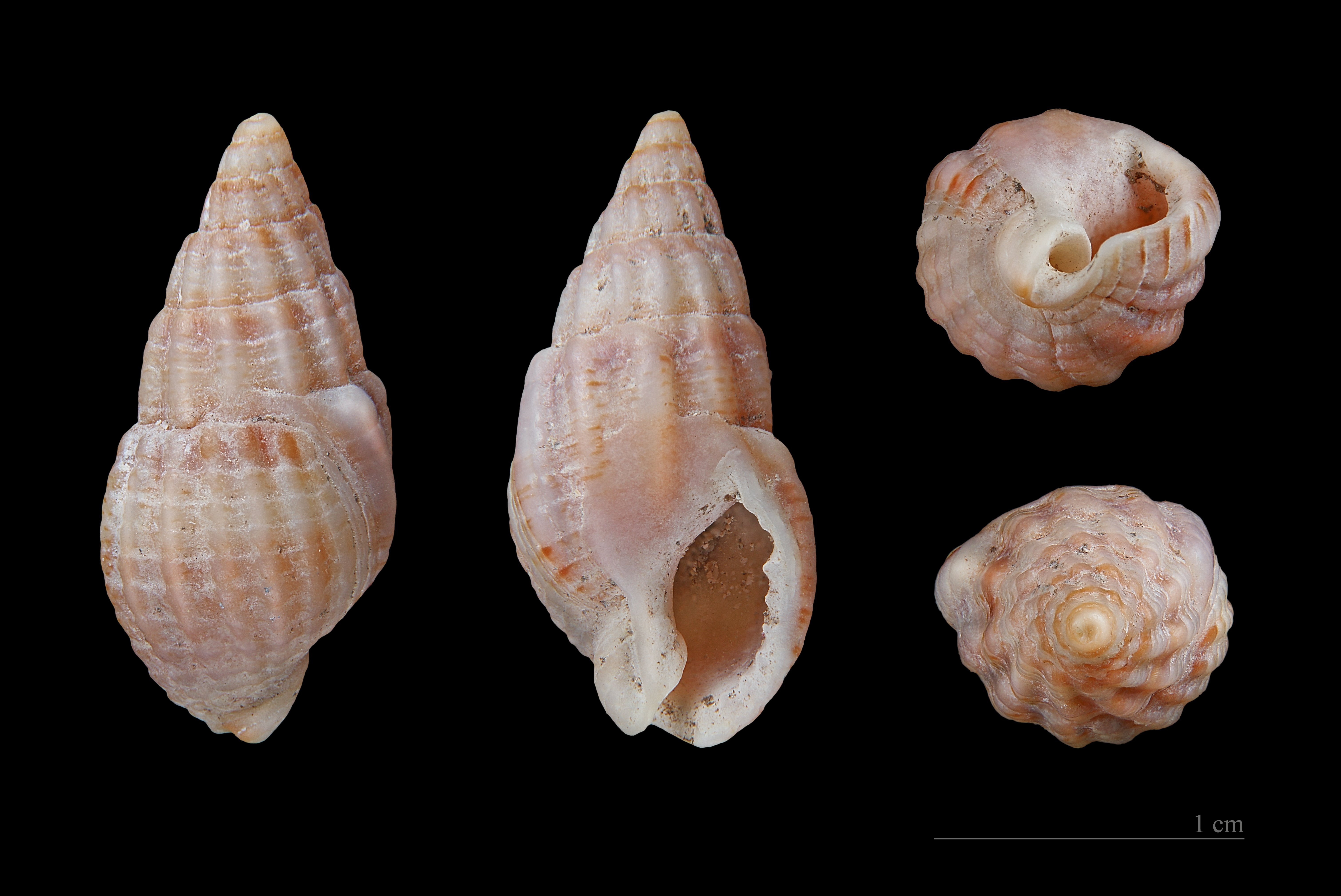 What Amino Acids in Shells tell us About Bronze Age People ...