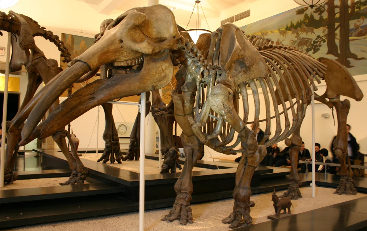 Meet the gomphothere: UA archaeologist involved in discovery of bones ...