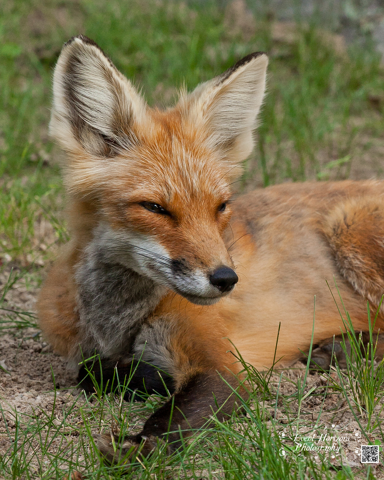 Around the world in 400,000 years: The journey of the red fox ...