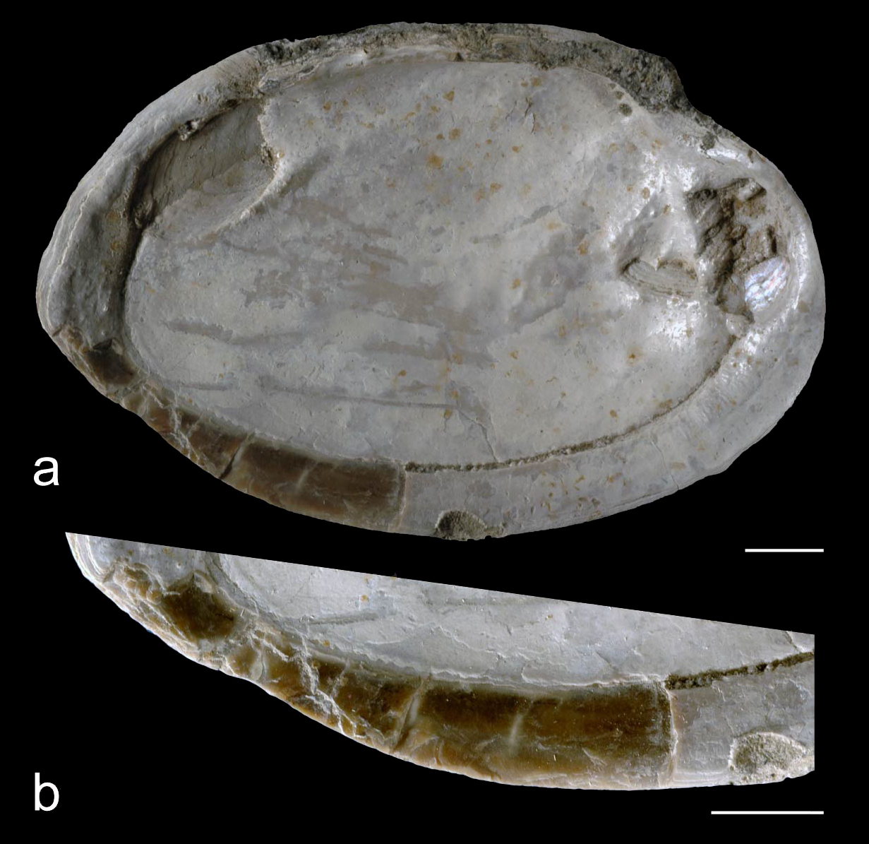 Oldest ever engraving discovered on 500,000-year-old shell ...