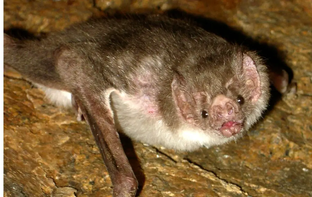 Vampire Bat retrovirus “fossil” found - HeritageDaily - Heritage ...