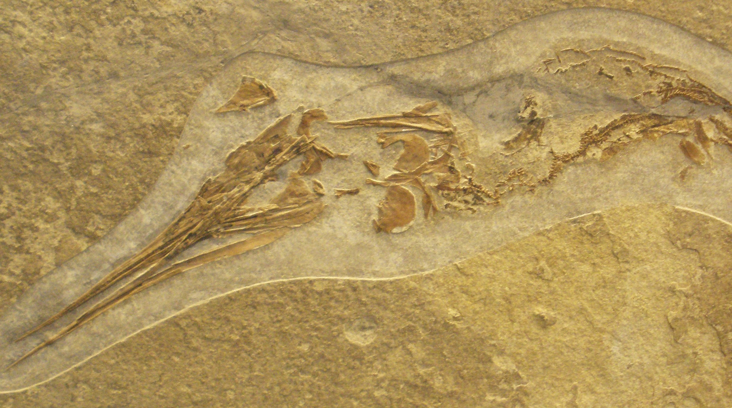 Discovery of 2 new species of primitive fishes - HeritageDaily ...