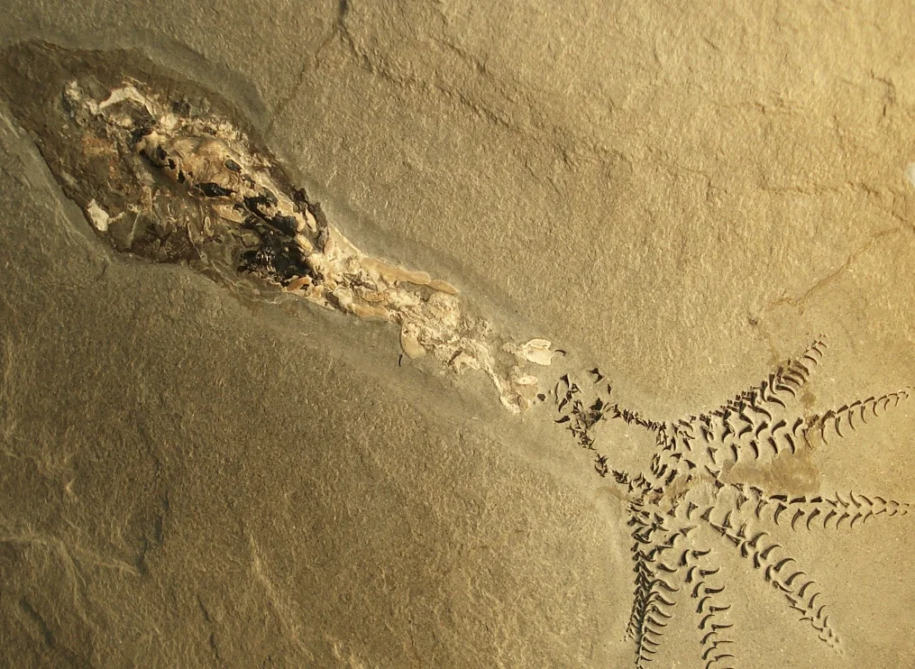 Researchers ID pigment from fossils, revealing color of extinct animals ...