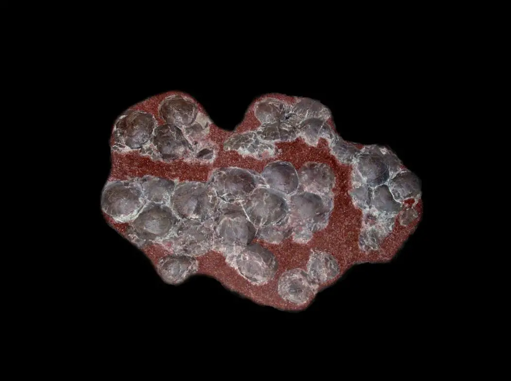 Taking dinosaur temperatures with eggshells - HeritageDaily - Heritage ...