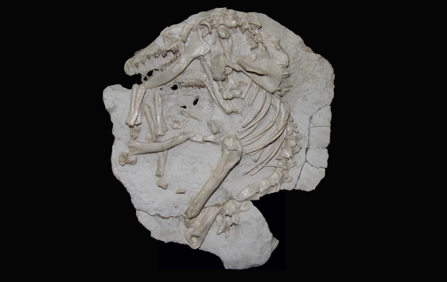 Mammal diversity exploded immediately after dinosaur extinction - HeritageDaily - Heritage ...