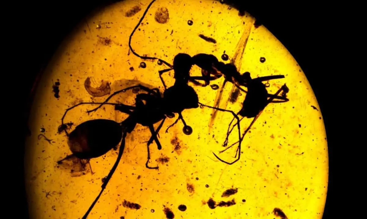 100-million-year-old amber preserves oldest animal societies