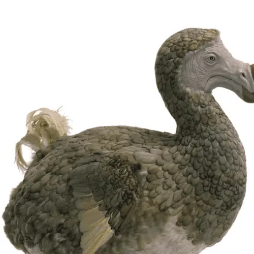 Internal dissension cited as reason for Cahokia's dissolution ...