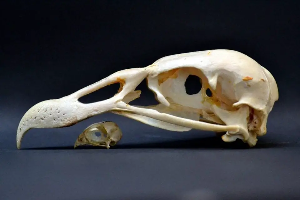 Birds of prey constrained in the beak evolution race