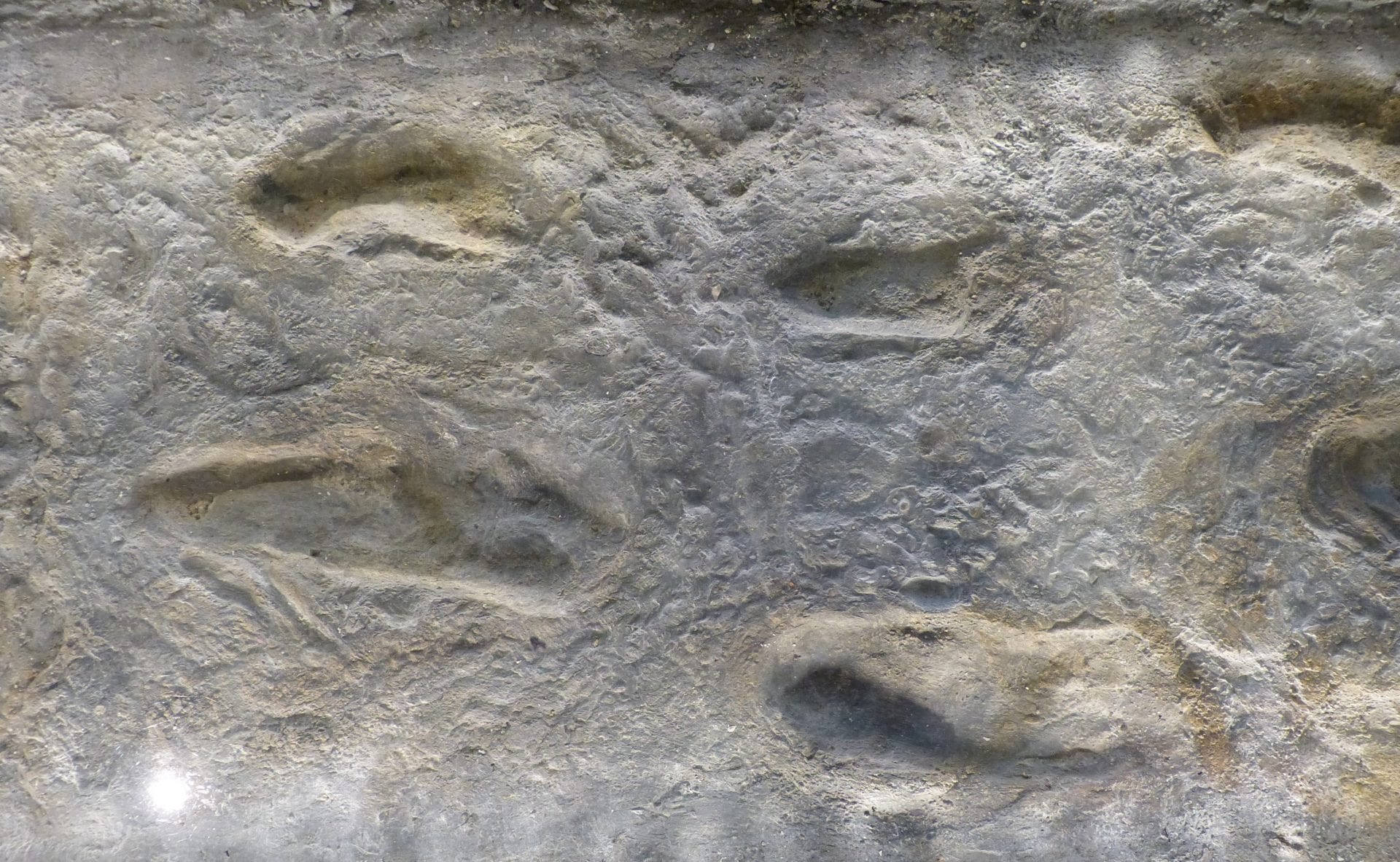 Researchers investigate world’s oldest human footprints with software ...