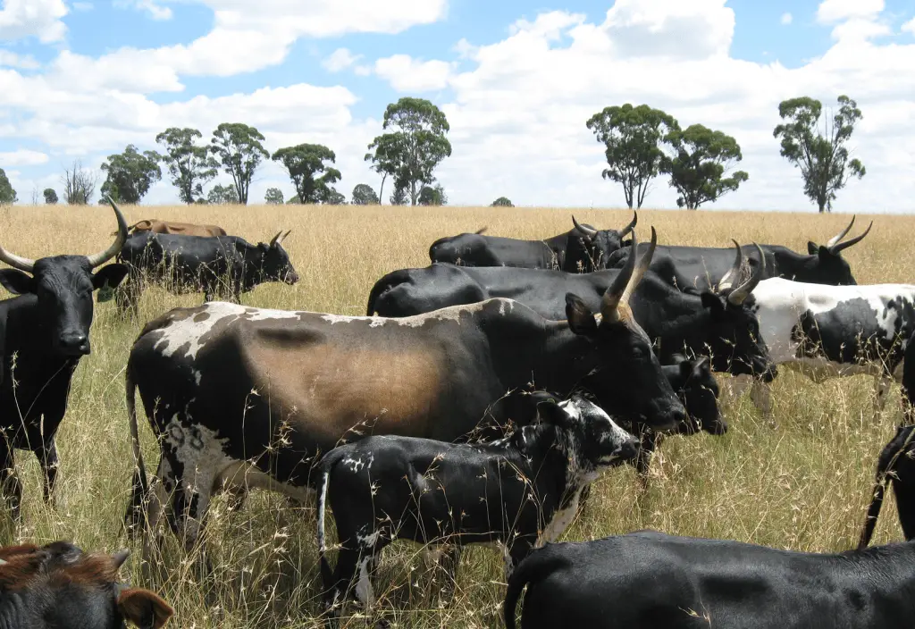 The story of how livestock made its way to southern Africa ...