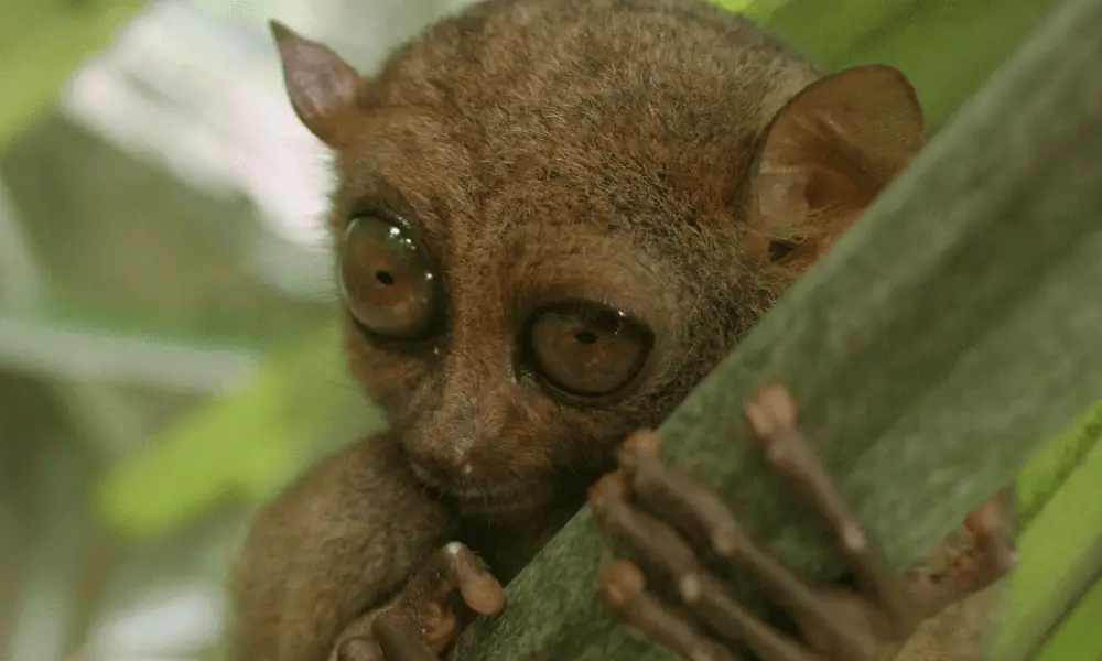 Decoding of tarsier genome reveals ties to humans - HeritageDaily ...