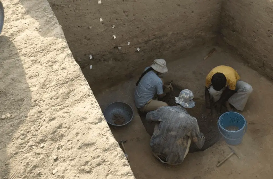 Rice farming in India much older than thought, used as 'summer crop' by ...