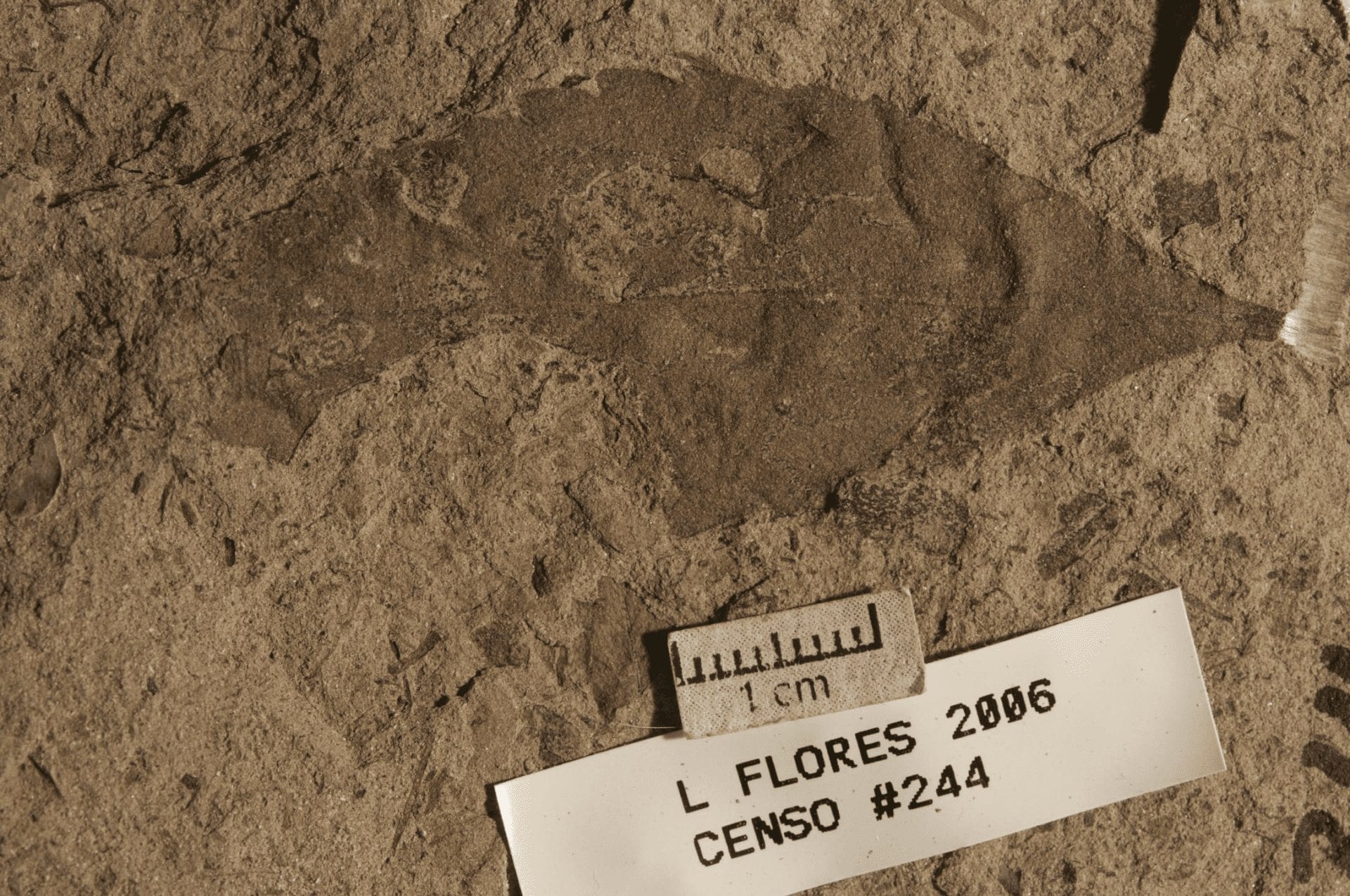 Patagonian fossil leaves reveal rapid recovery from dinosaur extinction ...