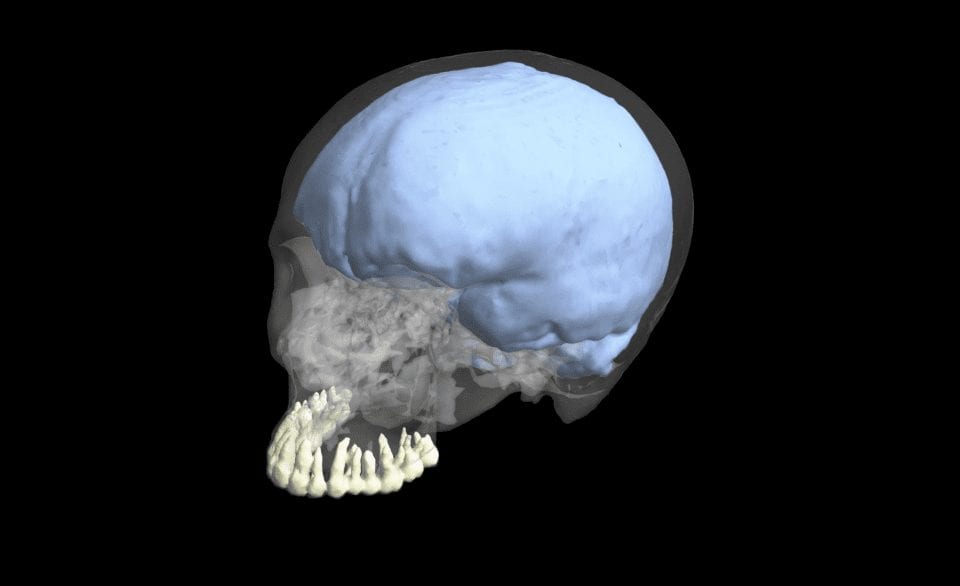 New study finds evolution of brain and tooth size were not linked in humans
