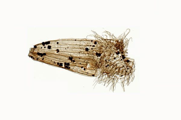 Chance Discovery Of New Fossil From Half Billion Years Ago Sheds Light ...