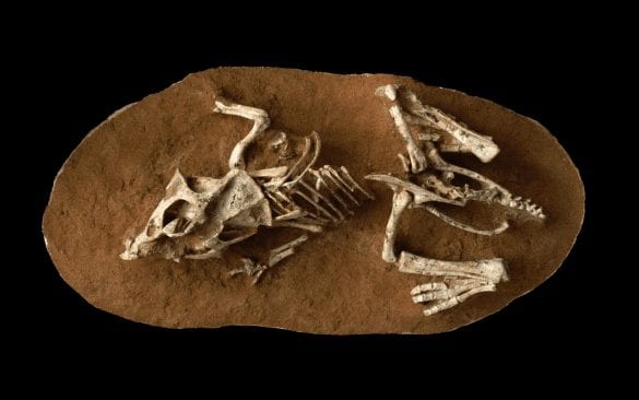 Research on dinosaur embryos reveals that eggs took 3 to 6 months to hatch