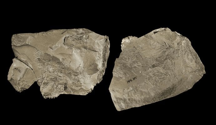 Discovery adds rock collecting to Neanderthal's repertoire