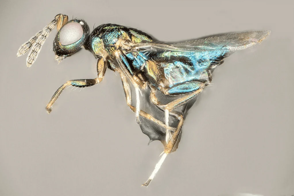 New species of parasitic wasp named after ancient god of evil Set shows ...