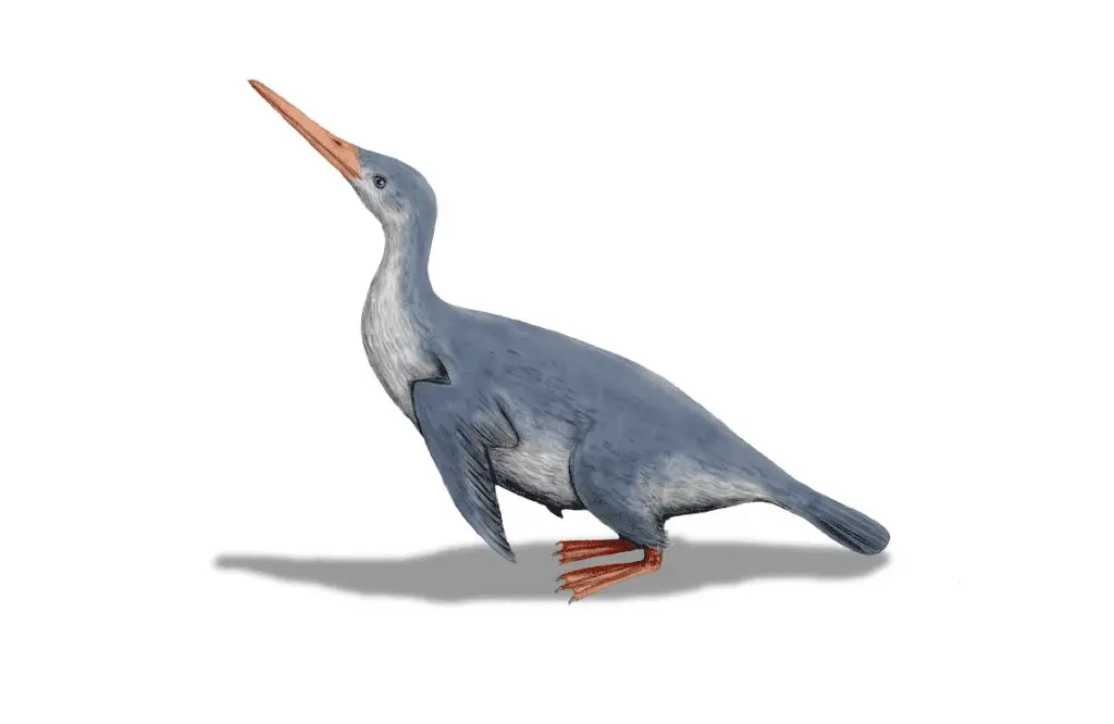 The oldest fossil giant penguin