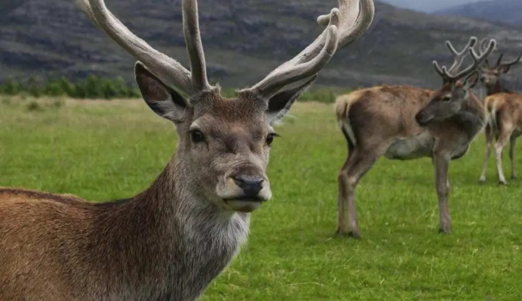 Fish, selective hunting strategies and a delayed-return lifestyle among ...