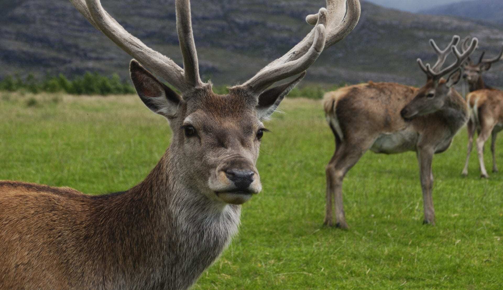 Fish, selective hunting strategies and a delayed-return lifestyle among ...