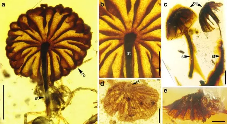 Intact mushroom and mycophagous rove beetle in Burmese amber leak early ...
