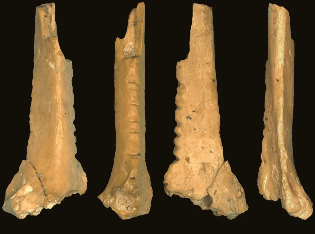 Raven bone discovered in Crimea may provide insight into Neanderthal ...
