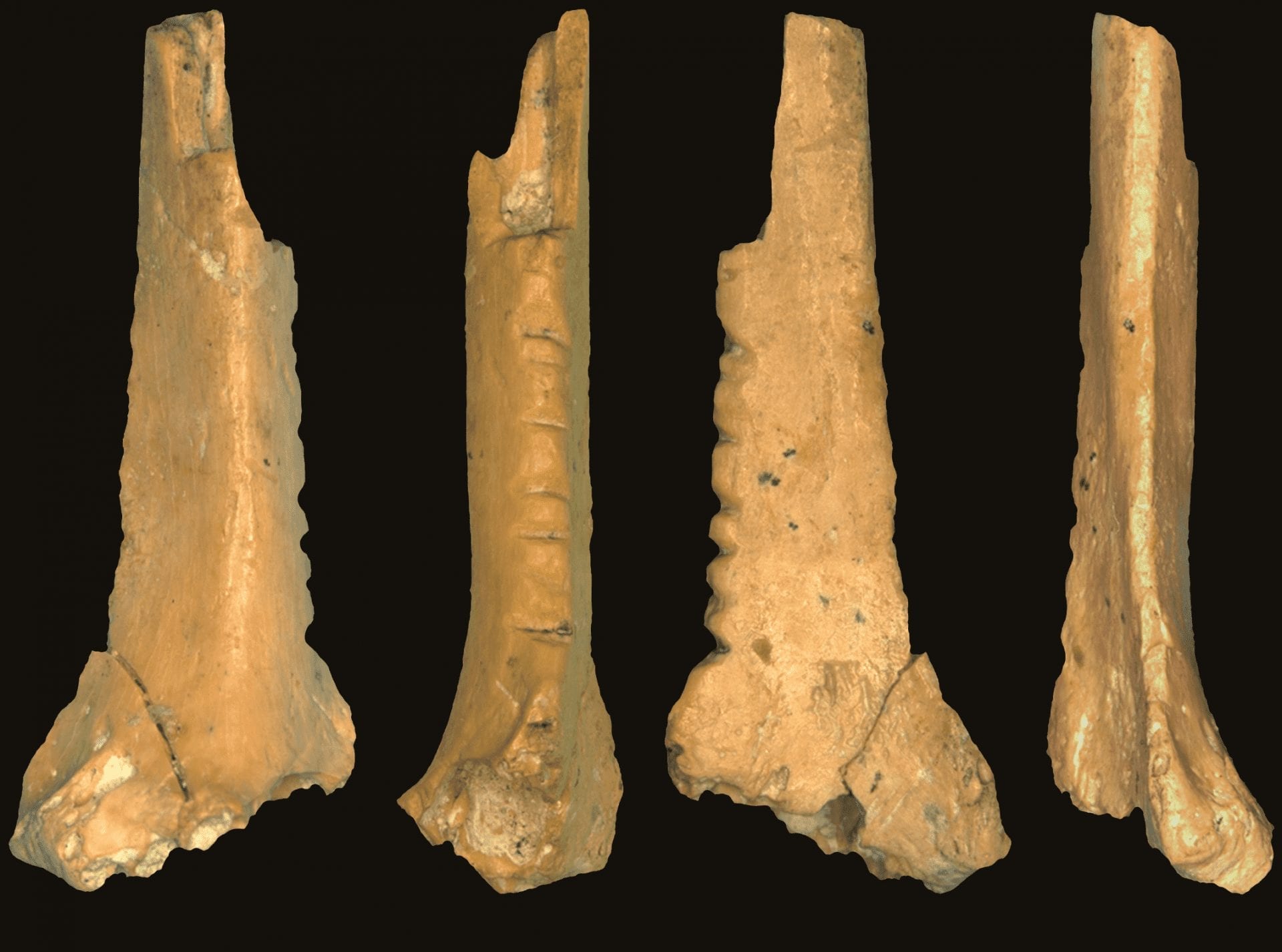 Raven bone discovered in Crimea may provide insight into Neanderthal ...