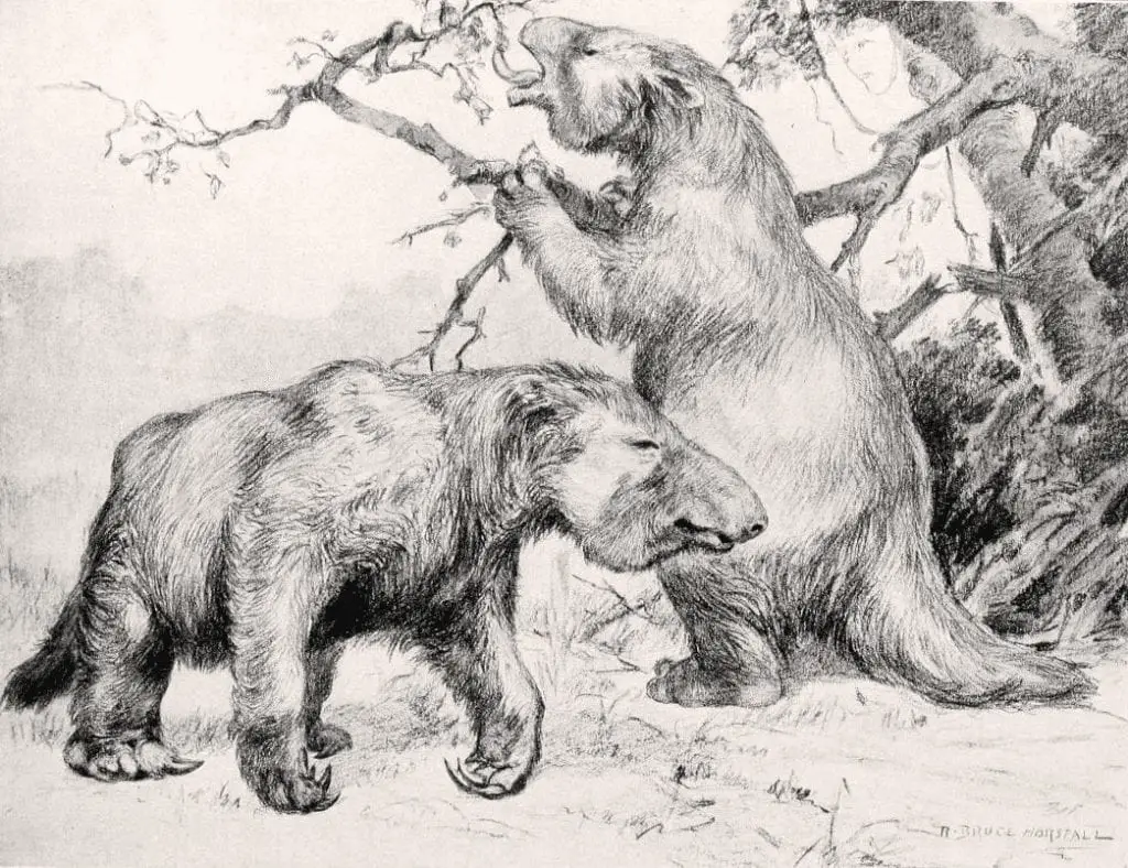 The Giant Sloth was a Vegetarian - The diet of the fossil Megatherium ...