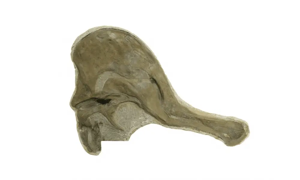 Headless dinosaur reunited with its skull, one century later ...