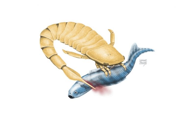 Sea scorpions: The original sea monster