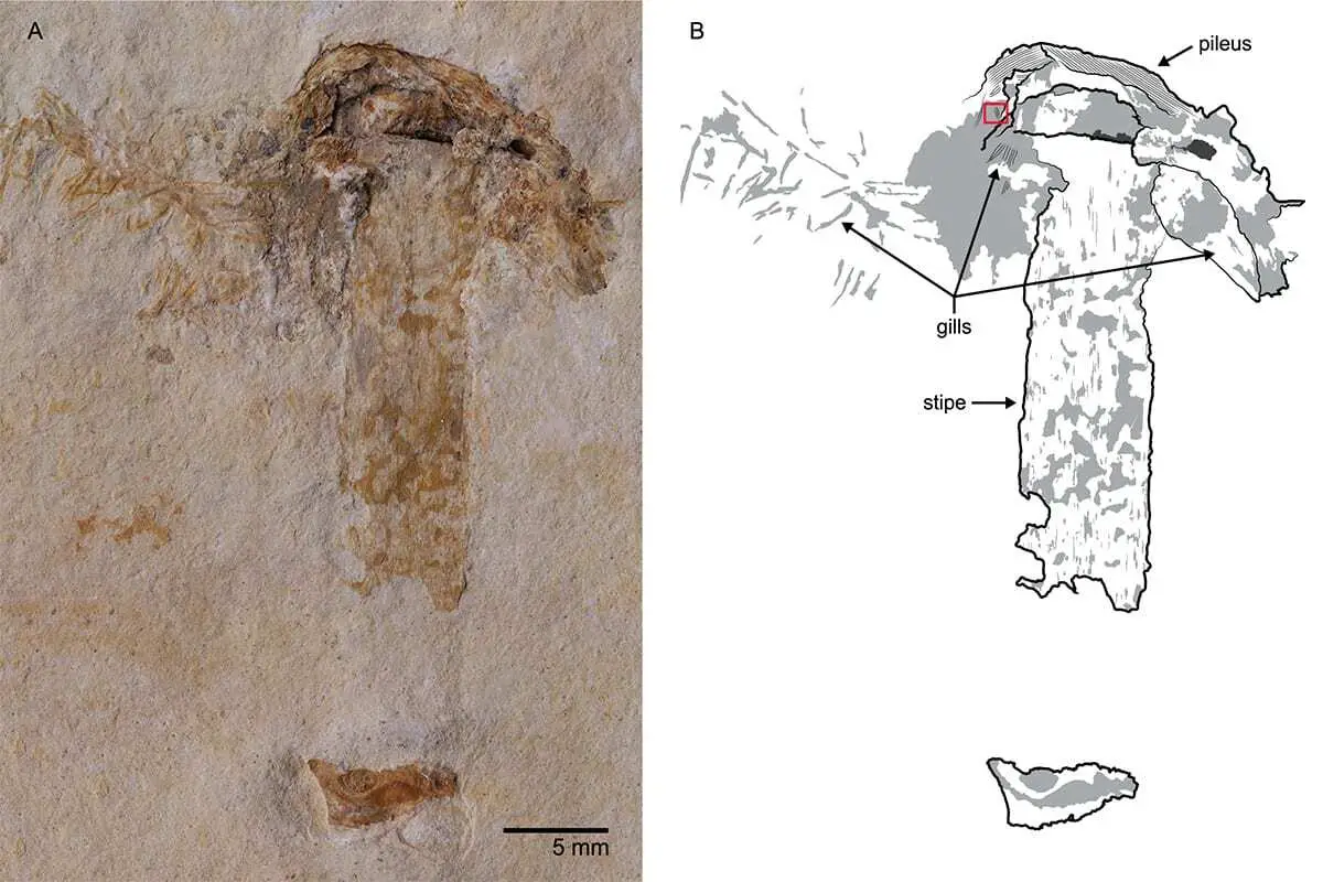 Scientists find world’s oldest fossil mushroom Scientists find world’s oldest fossil mushroom