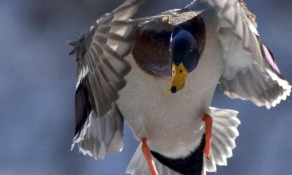 Which extinct ducks could fly? - HeritageDaily - Heritage & Archaeology ...