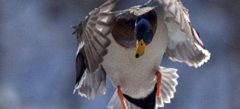 Which extinct ducks could fly?
