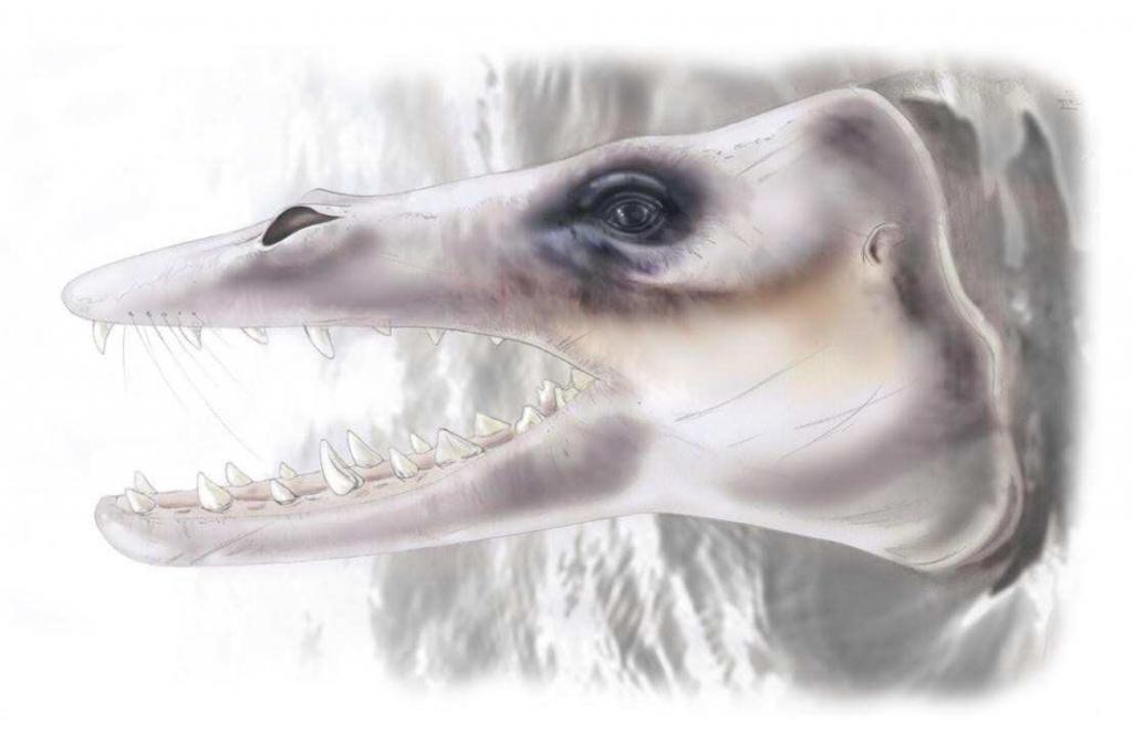 Extinct early whales listened like their relatives on land, fossil ...