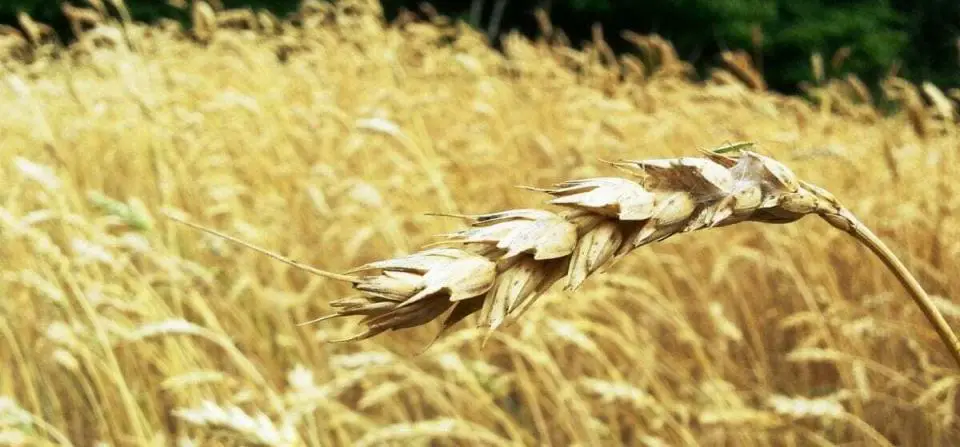 Ancient grain tells the tale of our ancestors’ cities