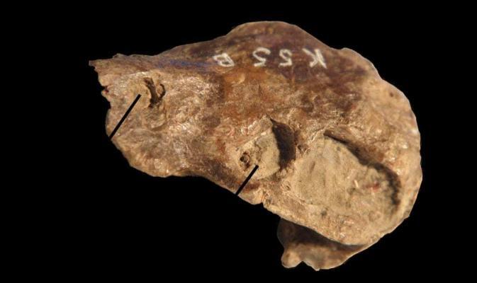 A skull with history: A fossil sheds light on the origin of the neocortex