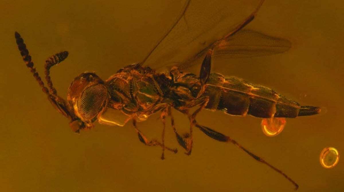 The 'Star dust' wasp is a new extinct species named after David Bowie's ...