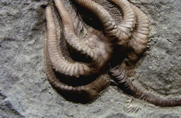 Size not important for fish in the largest mass extinction of all time