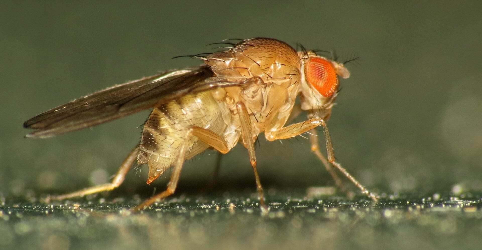 Fruit fly mutation foretells 40 million years of evolution