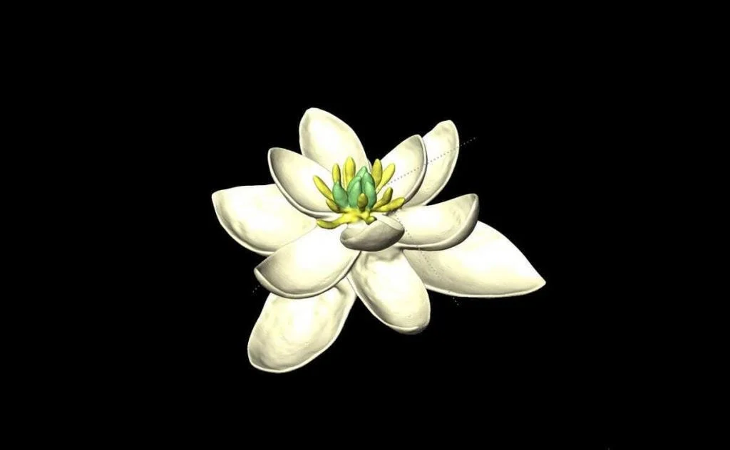 What the first flower looked like more than 100 million years ago