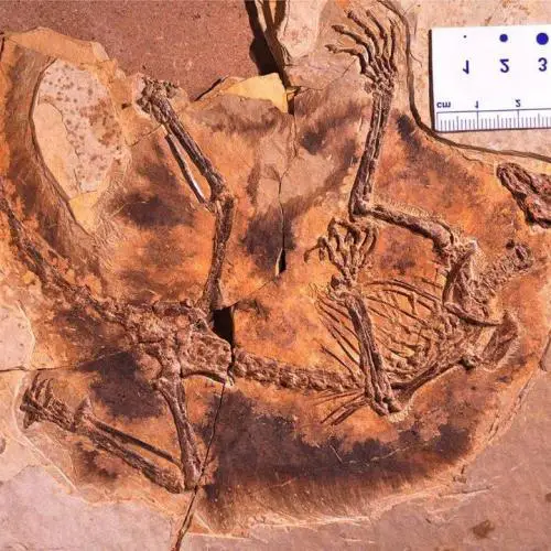 New 13-million-year-old infant skull sheds light on ape ancestry ...