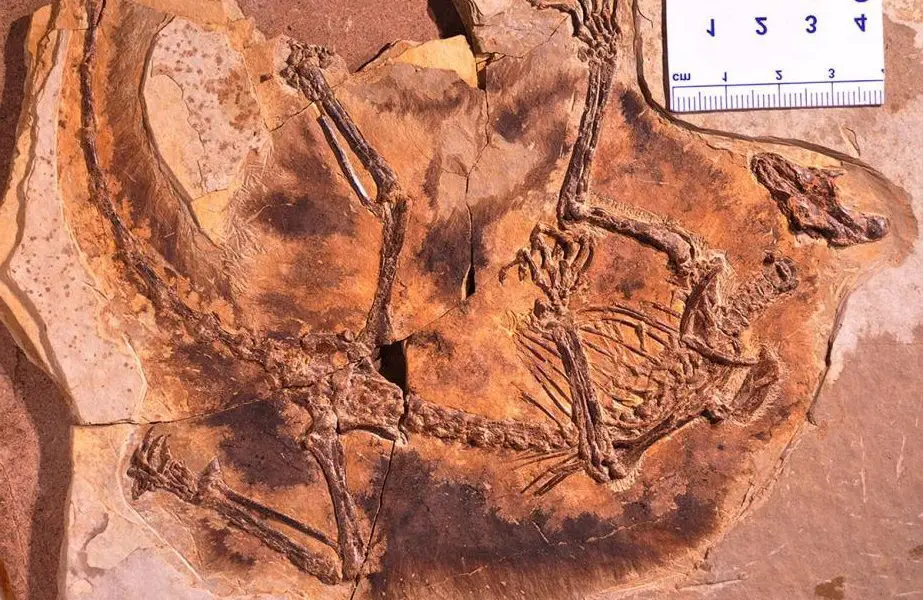First winged mammals from the Jurassic period discovered ...