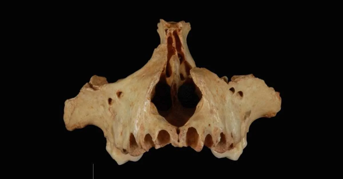 Extinction mystery solved? Evidence suggests humans played a role in ... Extinction mystery solved? Evidence suggests humans played a role in ...