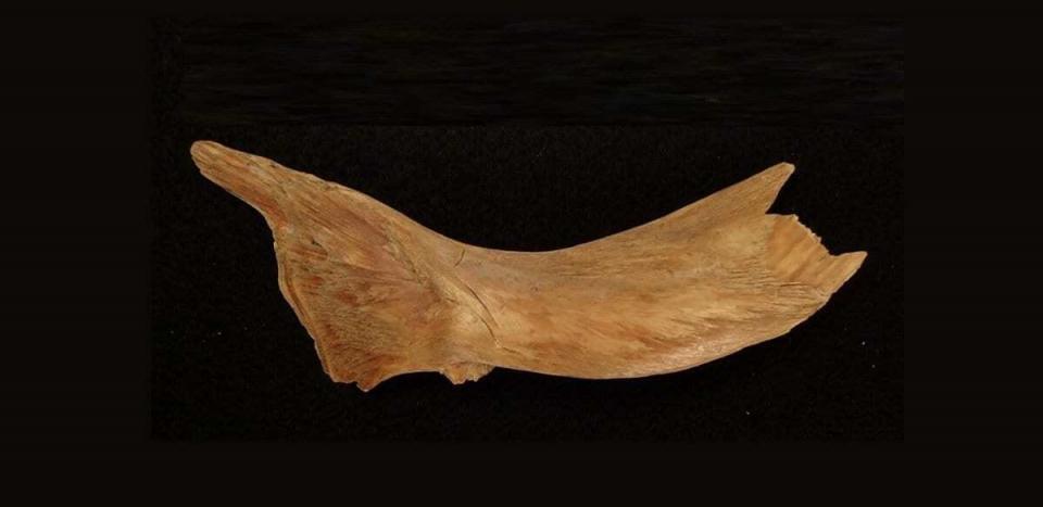 DNA from Viking cod bones suggests 1,000-year history of European fish ...