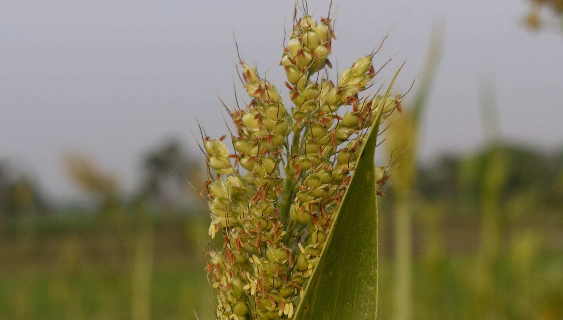 Earliest evidence for a native African cultigen discovered in Eastern Sudan