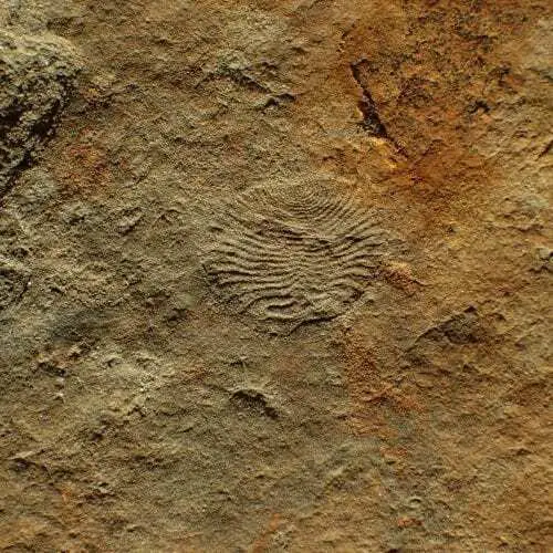 Mobile women were key to cultural exchange in Stone Age and Bronze Age ...