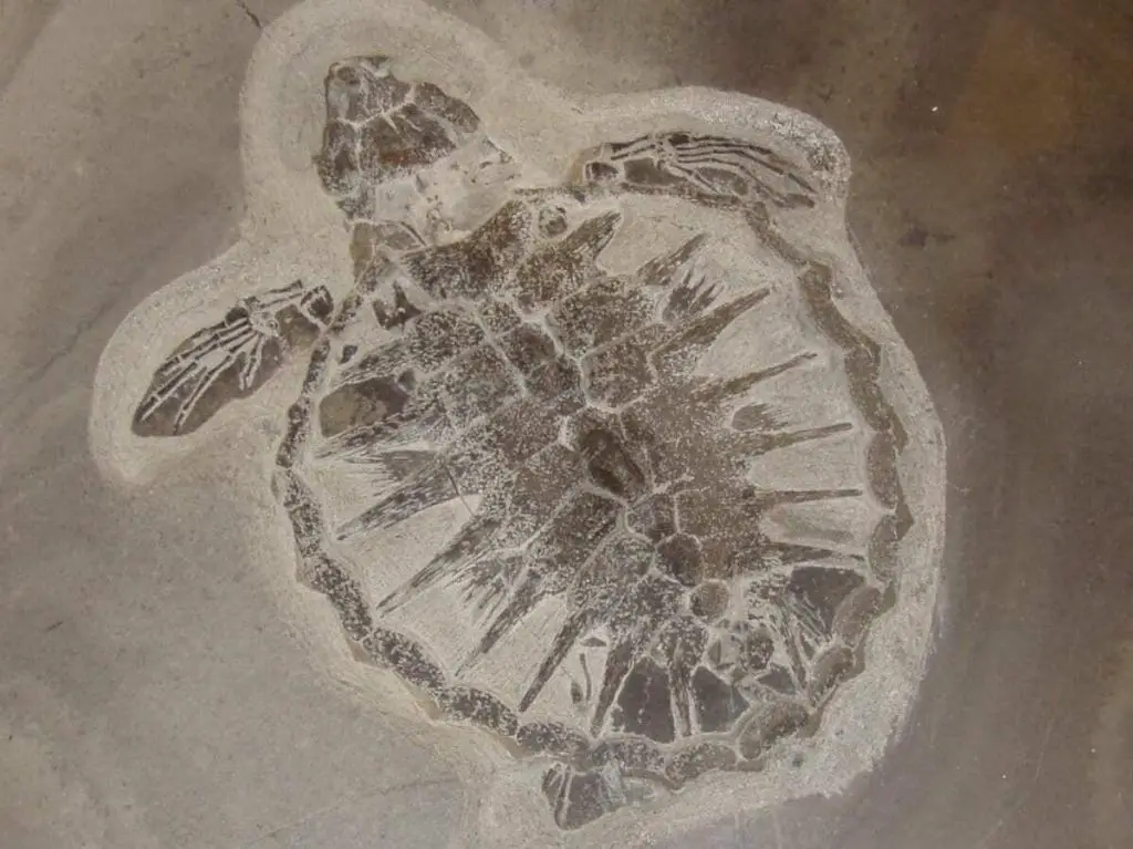 An exceptionally preserved sea turtle reveals ancient sun protection