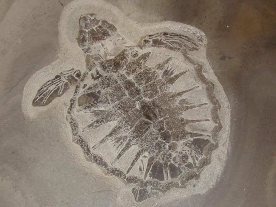 An exceptionally preserved sea turtle reveals ancient sun protection